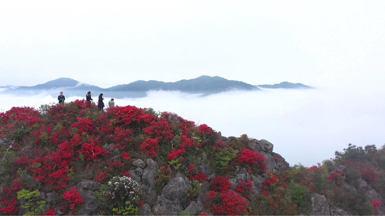 Blooming spring flowers dazzle visitors across China - CGTN
