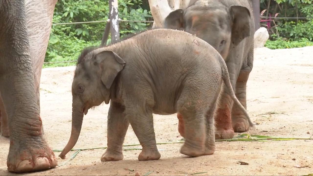 One-month-old Asian elephant makes public debut in S China's Guangdong ...