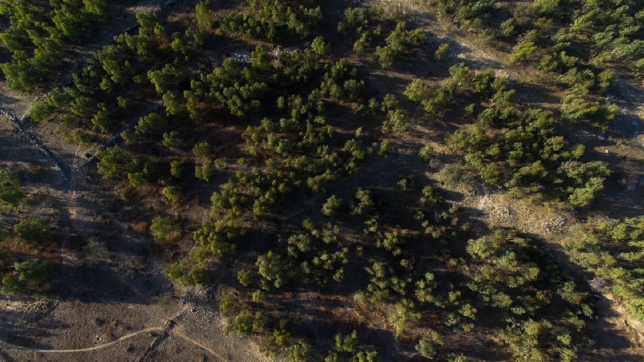 Pakistan to restore its lost forests with a 10-billion-tree plan - CGTN