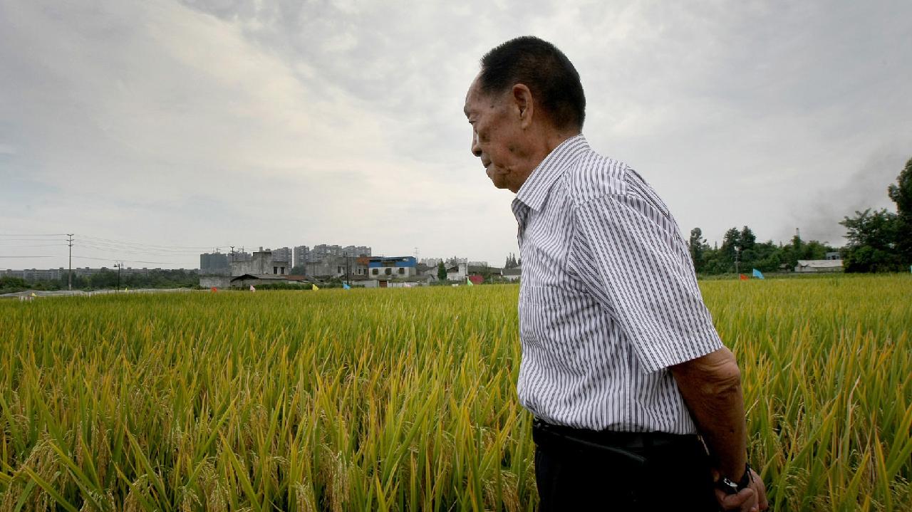 Yuan Longping's hybrid rice improves livelihoods in Madagascar - CGTN