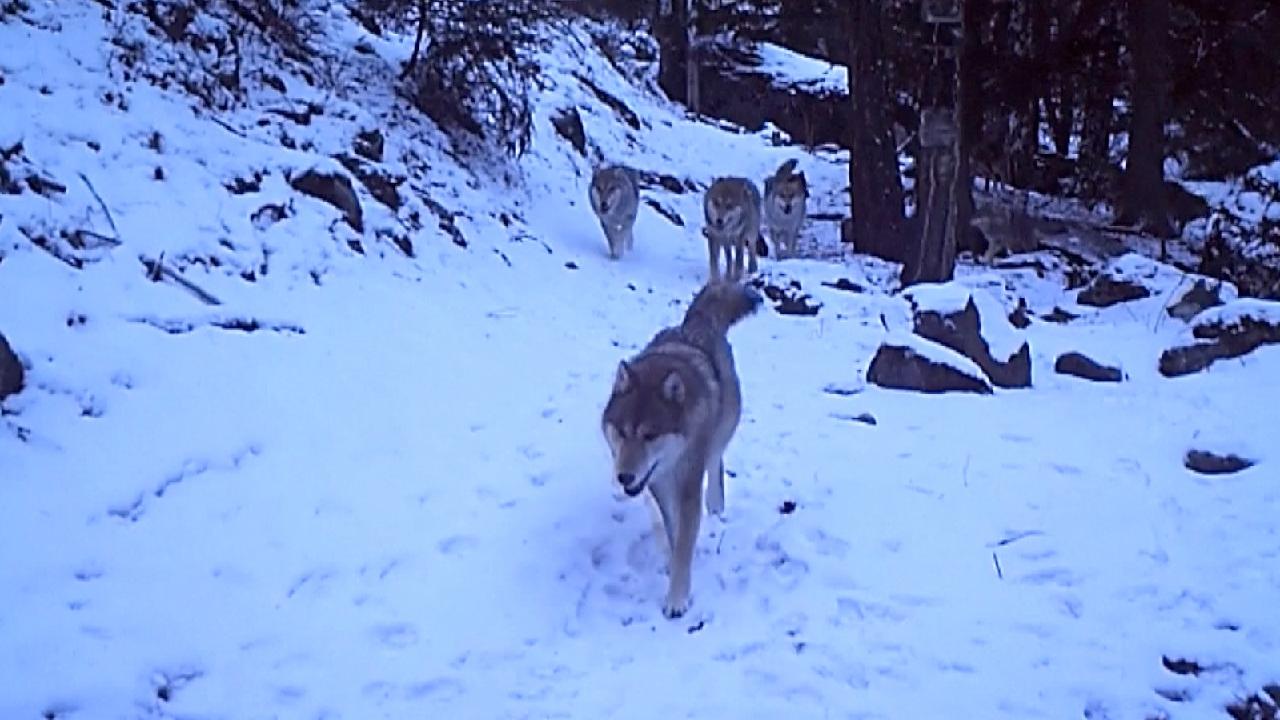 Growing packs of wolves spotted in Xinjiang's Altai Mountains - CGTN