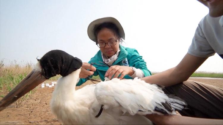 Chinese researchers ring Oriental white stork for better protection - CGTN
