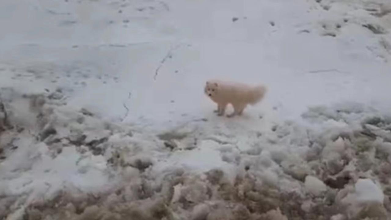 Icebreaker rescues dog from ice in northwest Siberia - CGTN