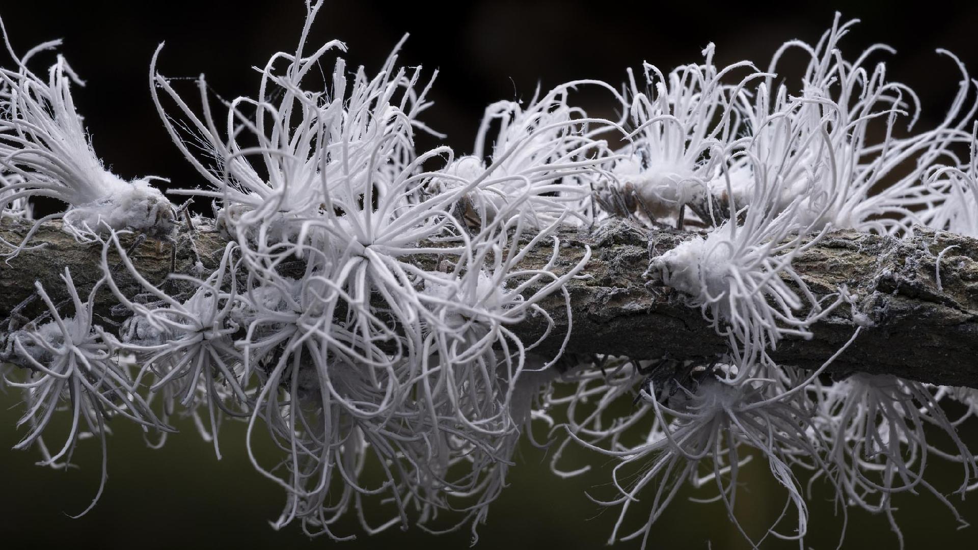 What are these 'white flowers' in the mangrove forest? - CGTN