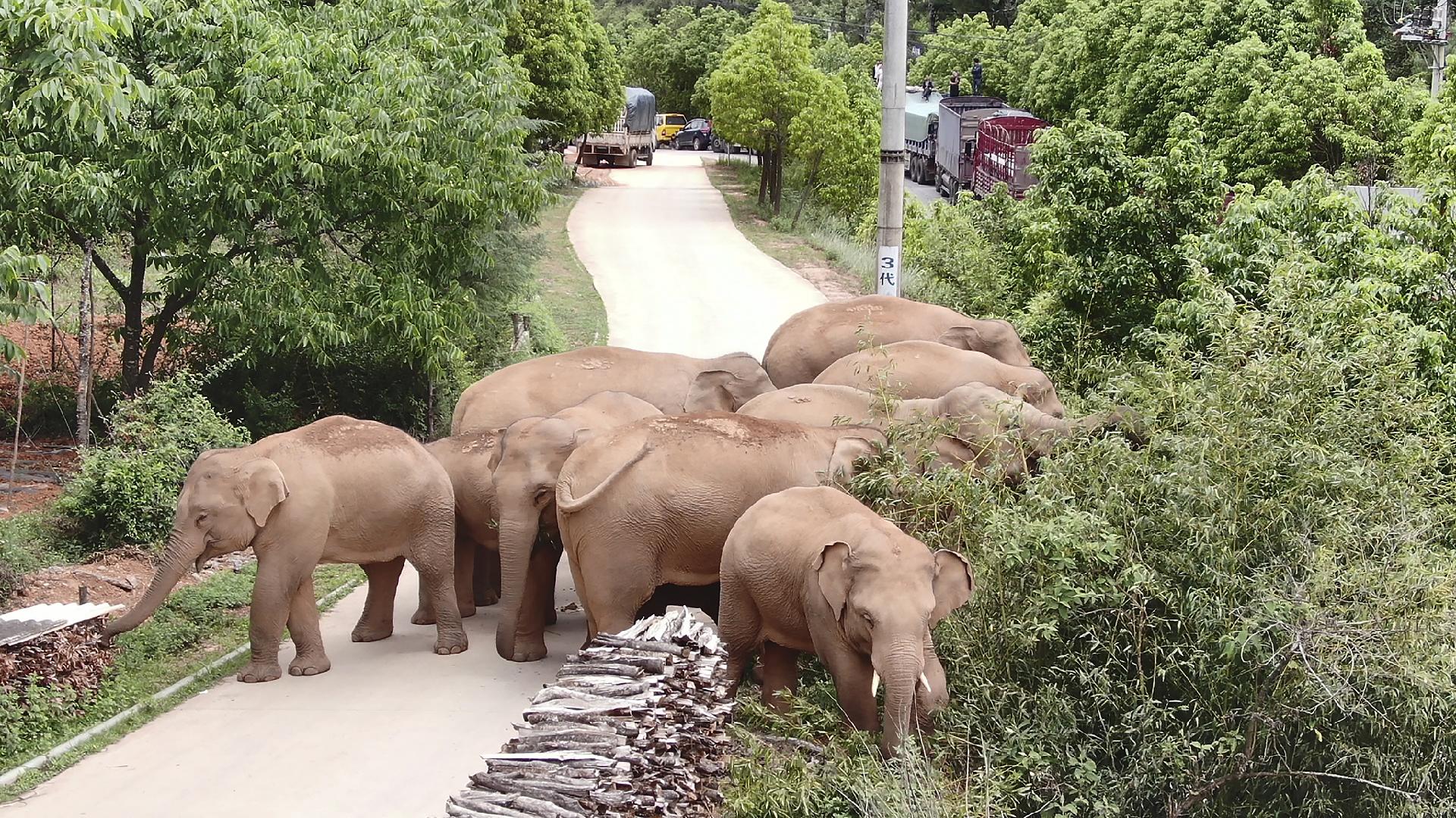 Elephant herd continues epic journey across southwest China - CGTN