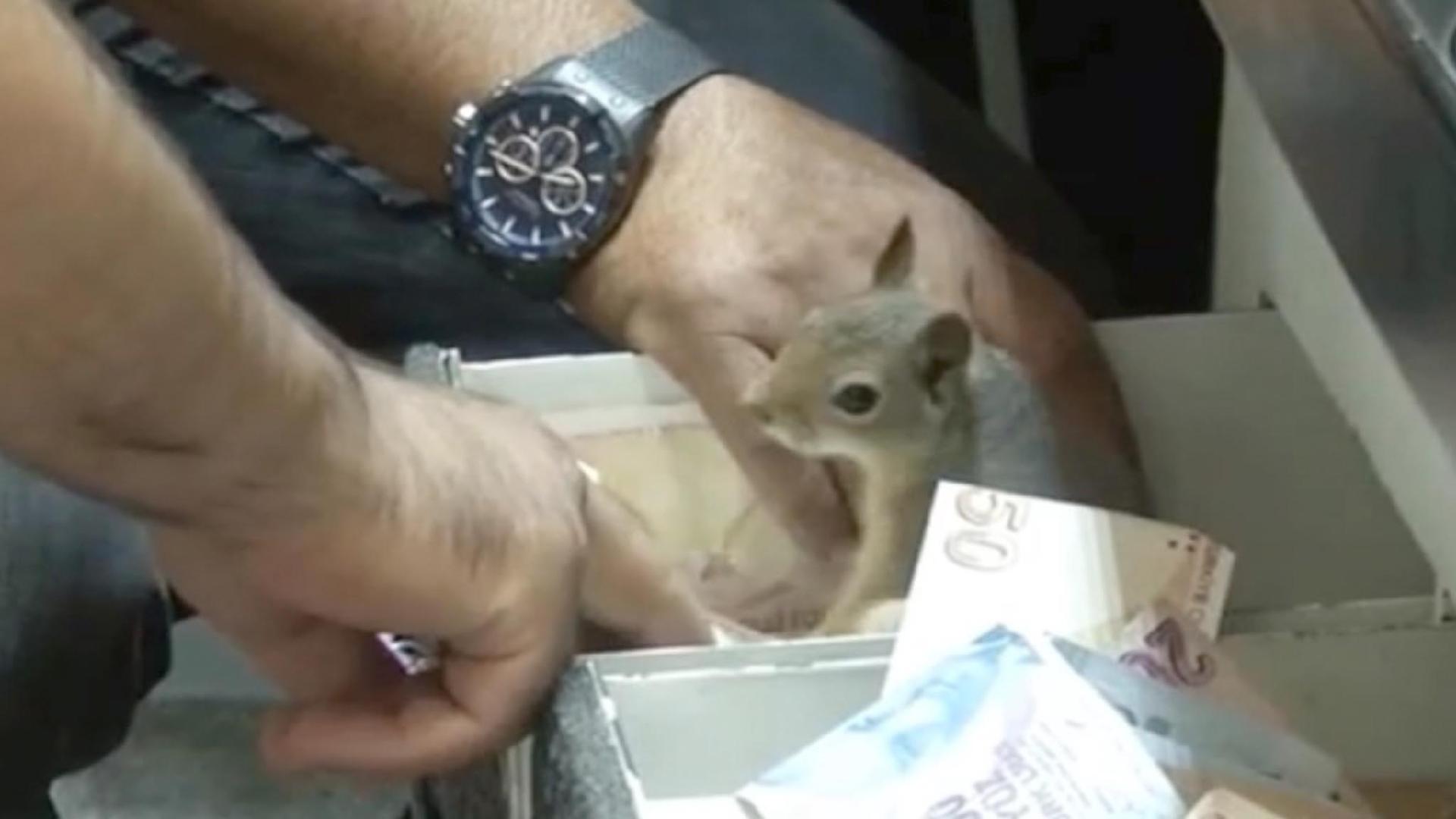 Loyal squirrel guards his rescuer's cash register - CGTN