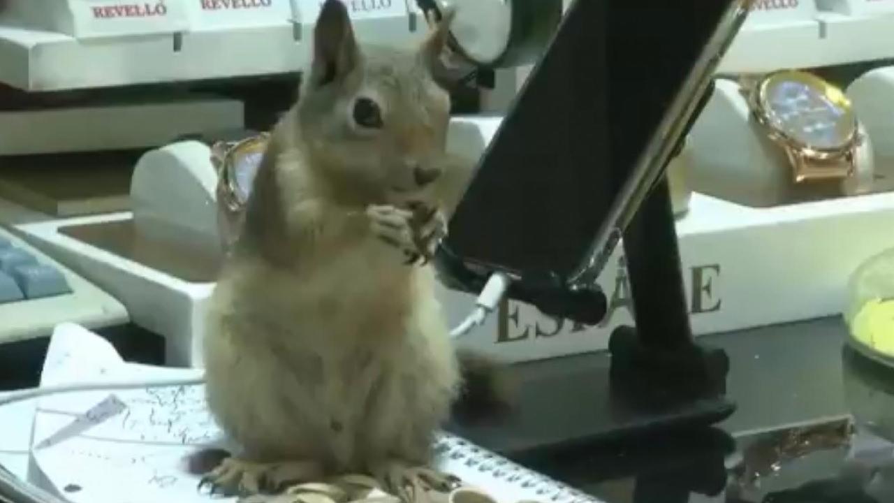 Loyal squirrel guards his rescuer's cash register - CGTN