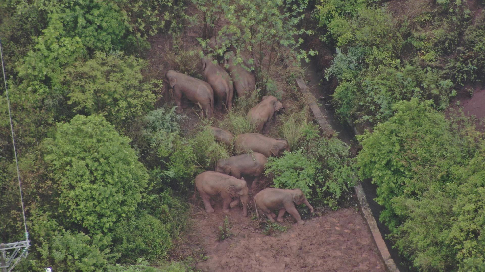 Elephants continue headline-grabbing migration through Yunnan - CGTN