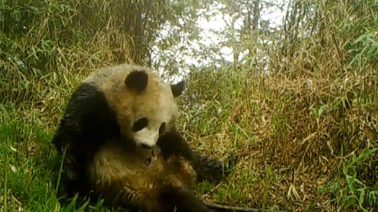 Giant Panda National Park records wild panda playing at watering hole ...