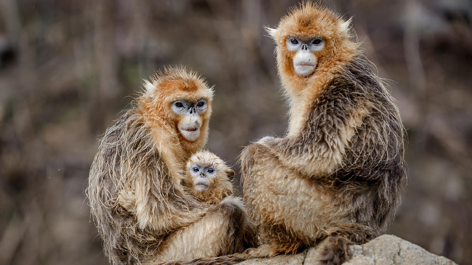 Rare monkeys discovered in Xi'an suburb for the first time - CGTN