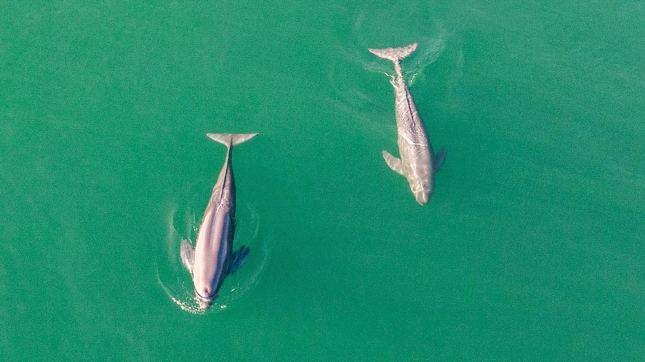 First sight of Yangtze finless porpoise in Hanjiang River in 30 years ...