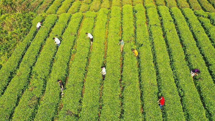 Realizing national rejuvenation the CPC's ultimate theme for 100 years ...