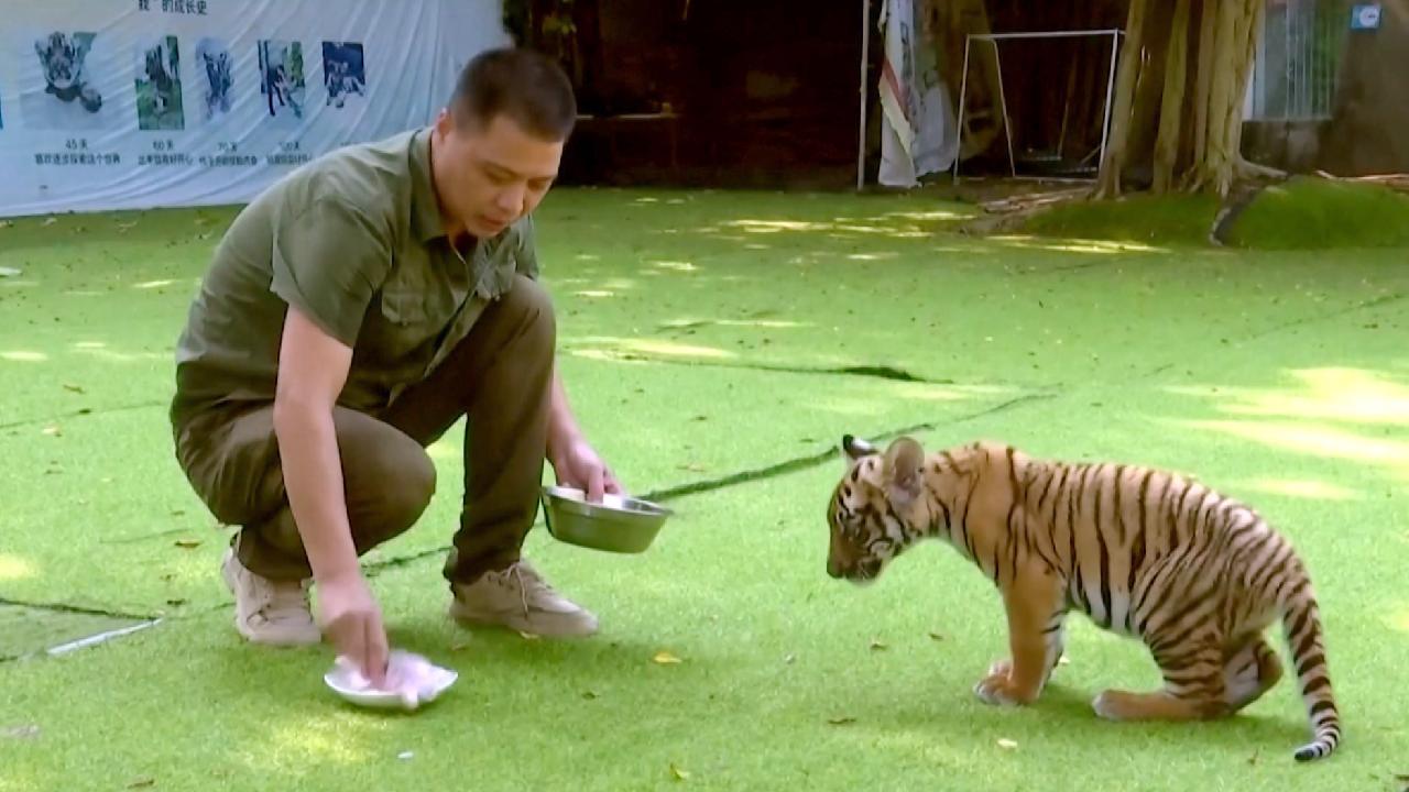 Tiger cub learns wilderness survival skills in South China - CGTN