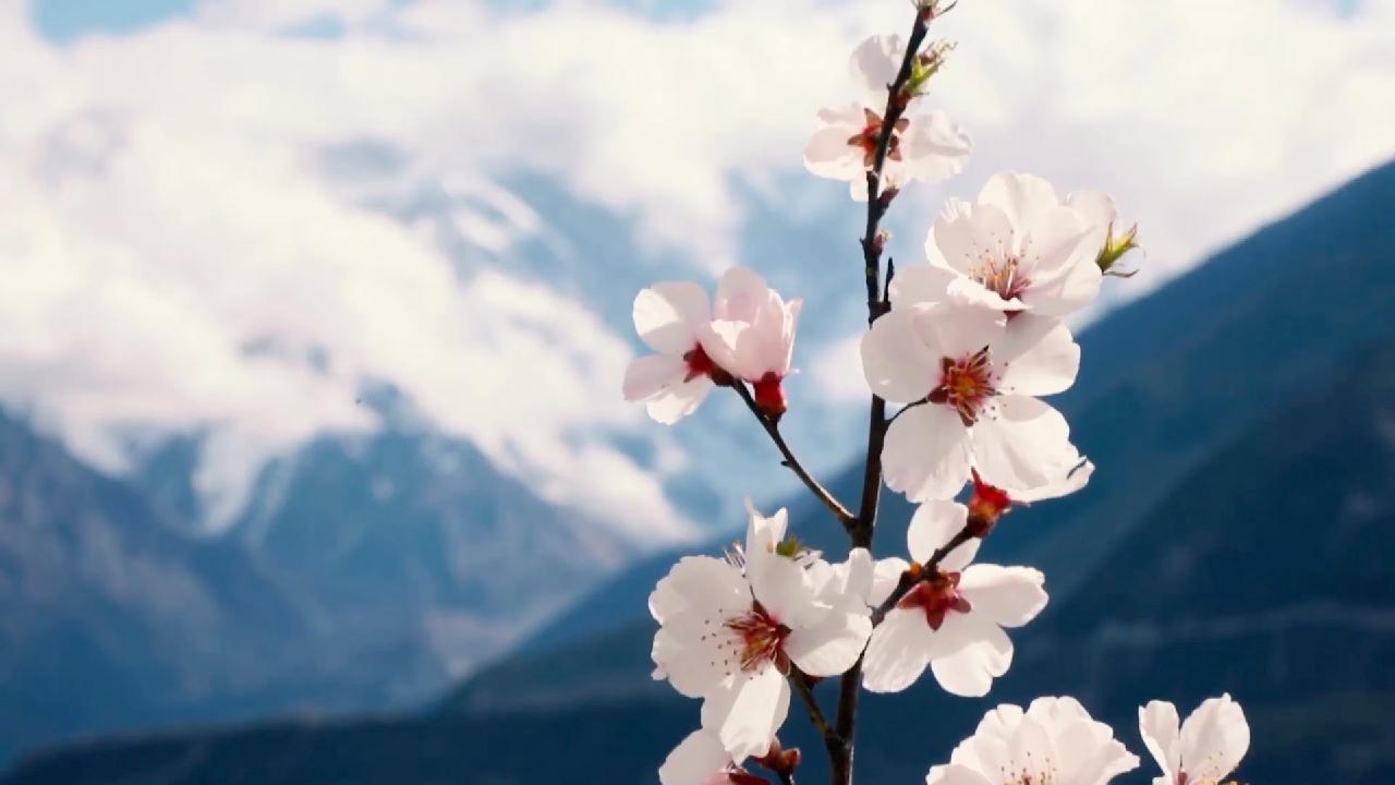 Galai: 'Peach Blossom' village ushers in spring for Tibetan tourism - CGTN