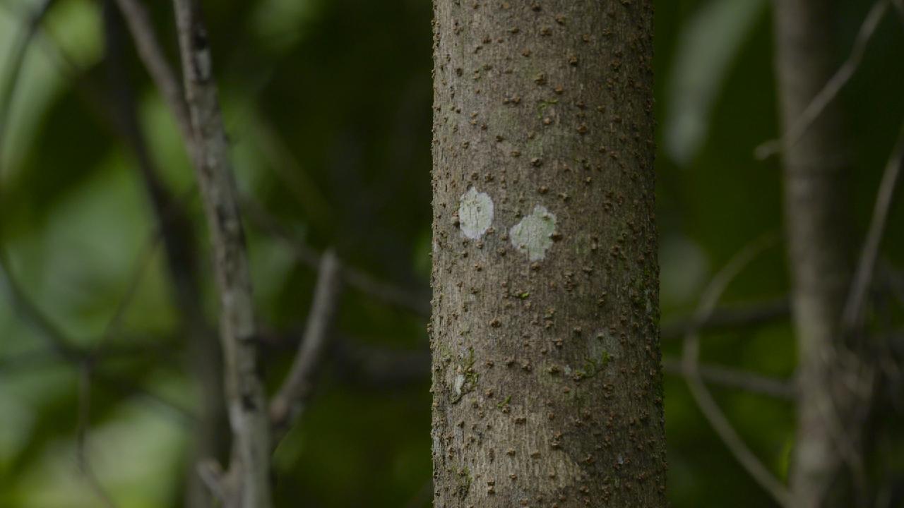 Jiangxi series | Episode 3: Phoebe Trees - CGTN