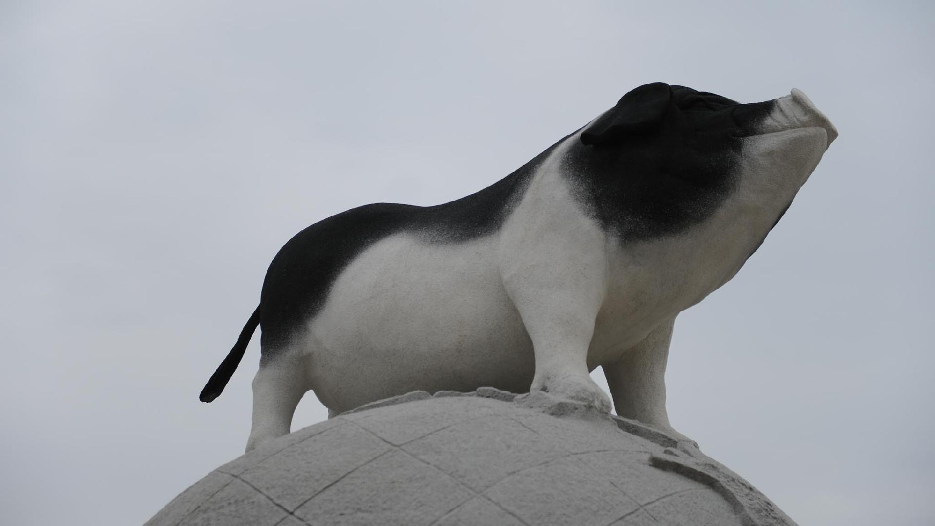 A success story of 'panda pig' farm in Changsha - CGTN