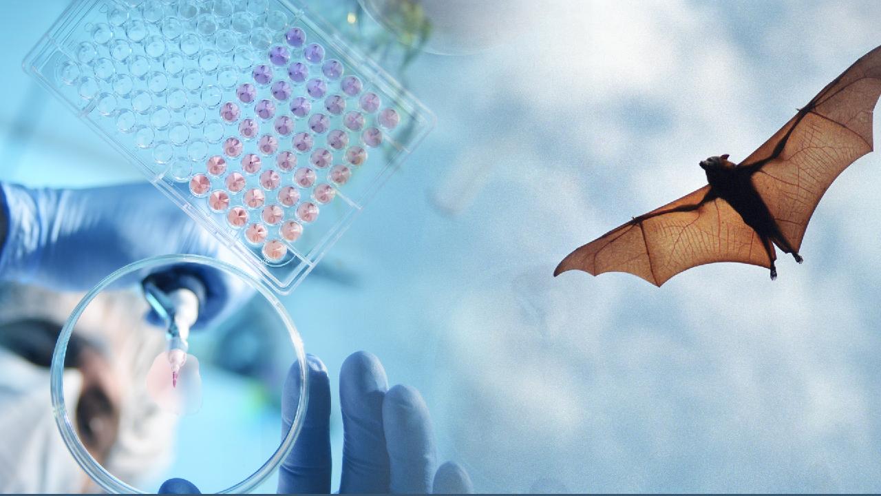 What's the progress made on COVID-19 origin-tracing? - CGTN