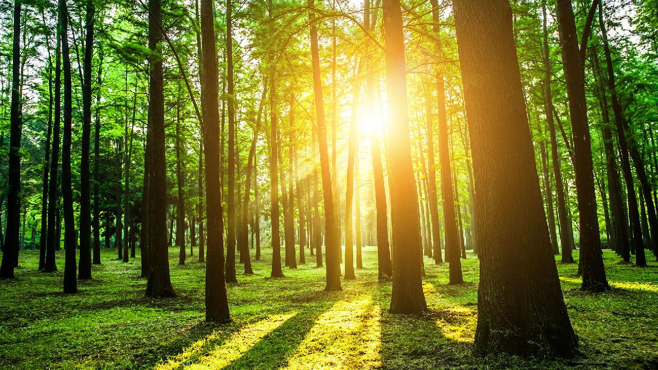 China accomplishes over 80$ of yearly 2021 afforestation plan - CGTN