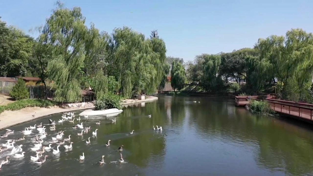 Zoo sees bird 'baby boom' in north China's Shanxi - CGTN