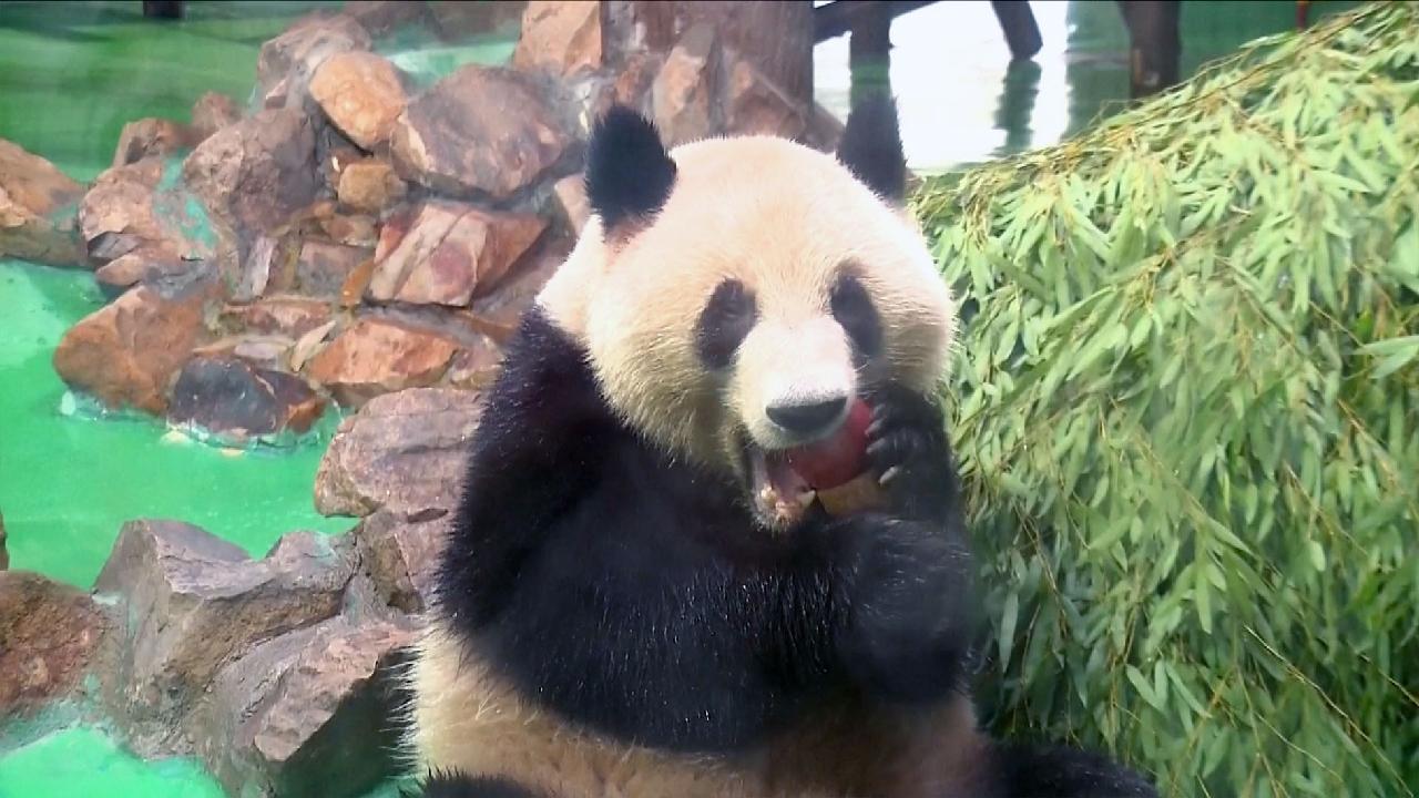 Giant panda Hefeng celebrates fifth birthday in Shanghai - CGTN