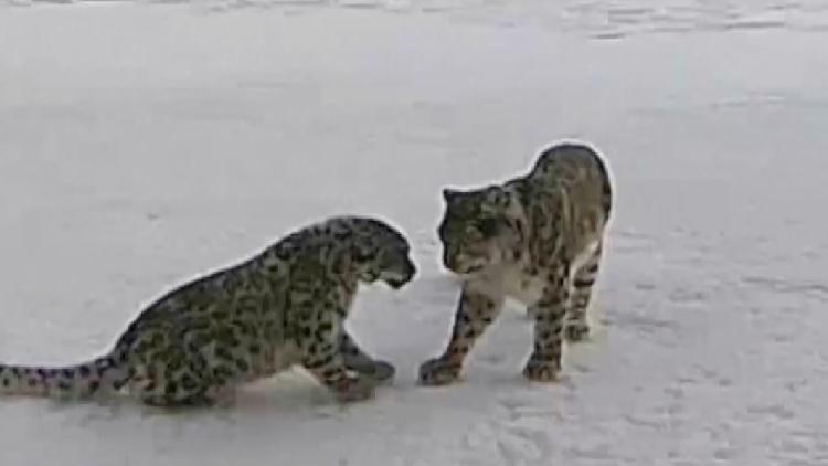Snow leopard pair spotted again in NW China - CGTN
