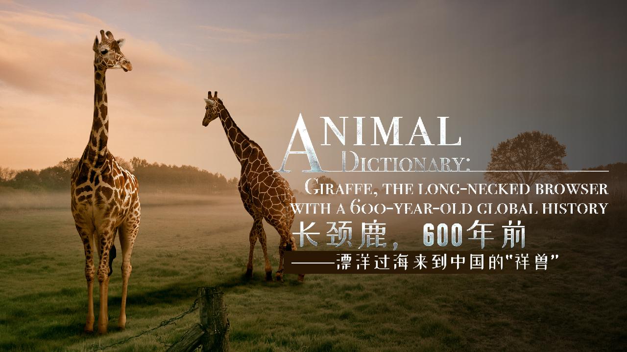 Giraffe, the long-necked browser with a 600-year-old global history - CGTN