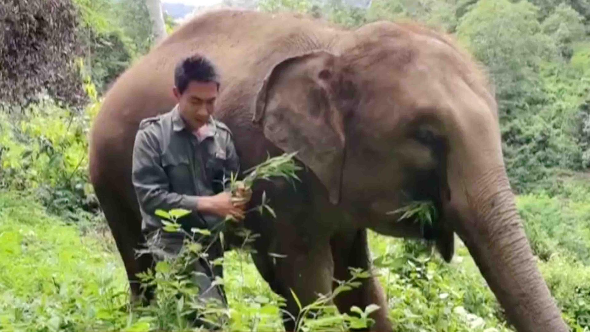 'Elephant dads' dedicate lives to protecting needy giants - CGTN