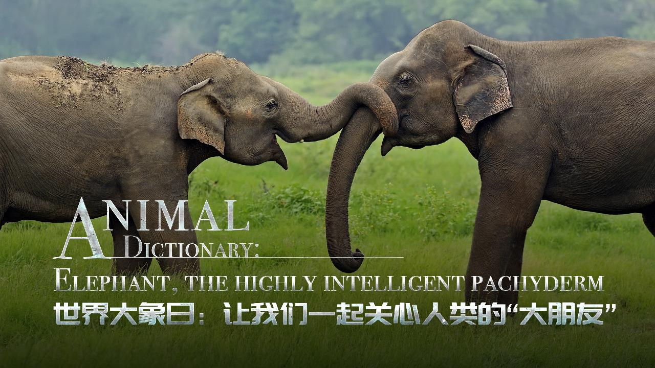 Animal Dictionary: Elephant, the highly intelligent pachyderm - CGTN