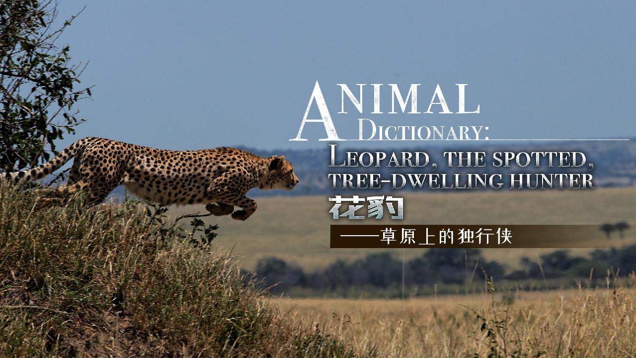 Animal Dictionary: Leopard, the spotted, tree-dwelling hunter - CGTN