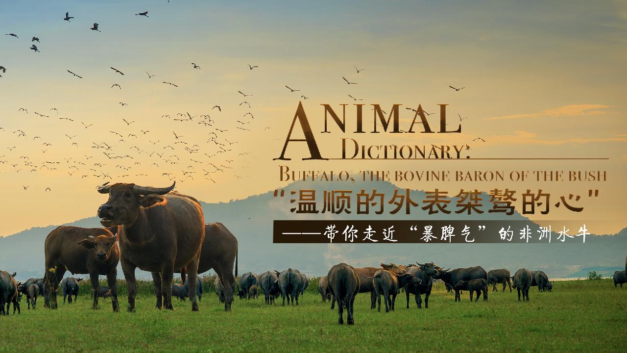 Animal Dictionary: Buffalo, the bovine baron of the bush - CGTN