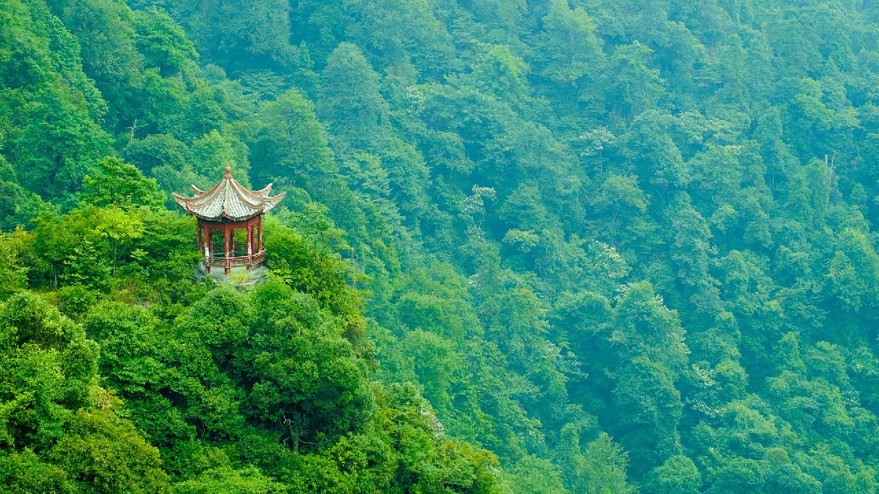 China's national reserve forests aid biodiversity - CGTN
