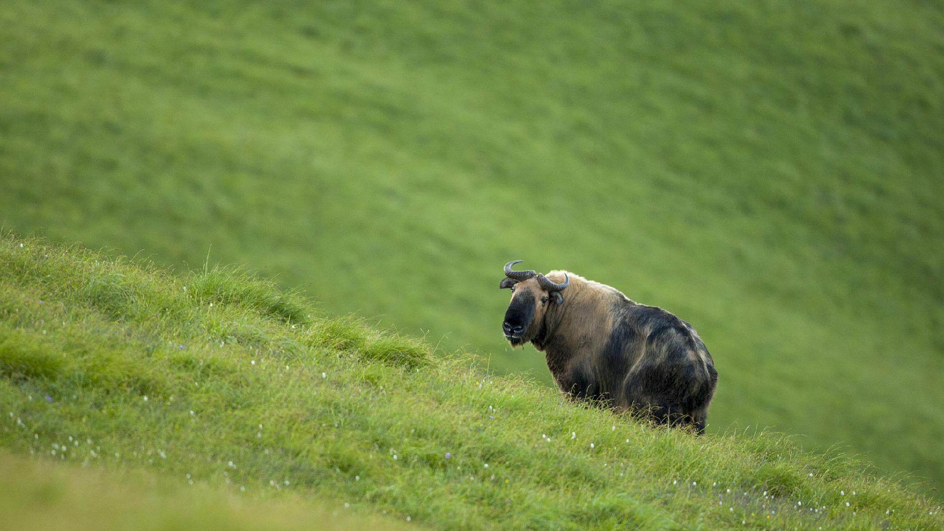 Wild takin captured on camera for first time in Qinghai Province - CGTN