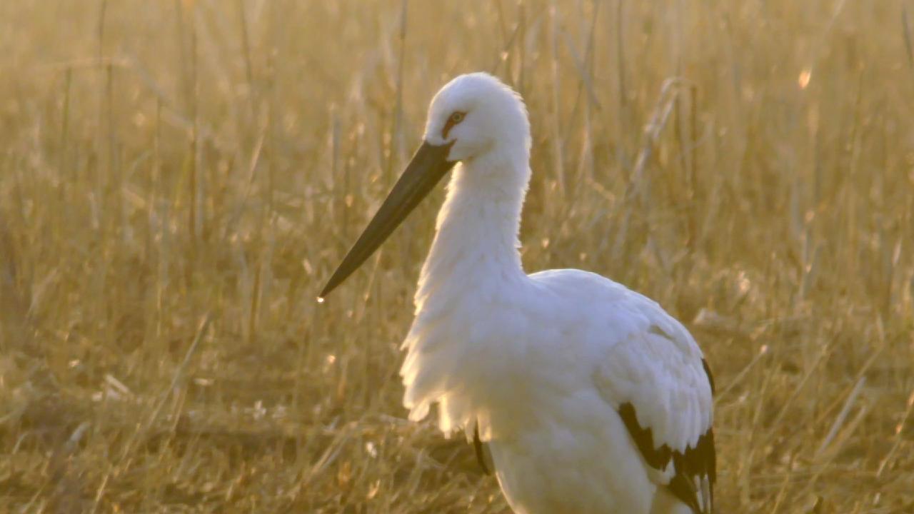 Yancheng series | Episode 7: Dancing Stork - CGTN