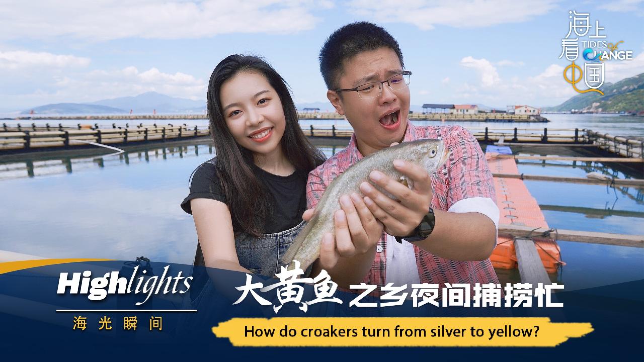 Highlights: How do croakers turn from silver to yellow? - CGTN