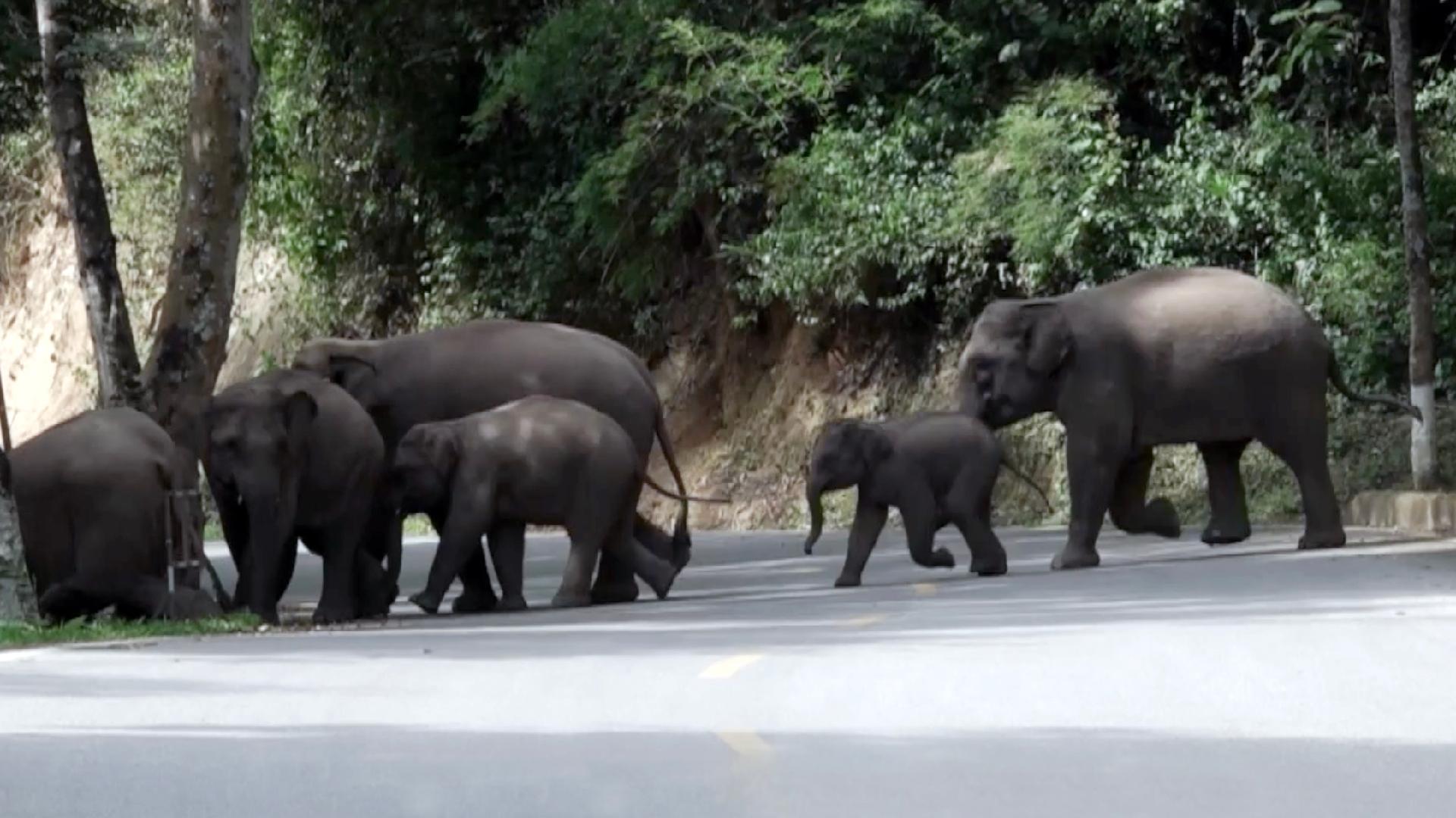 Vlog: Meeting Asian elephants in the wild during interview - CGTN