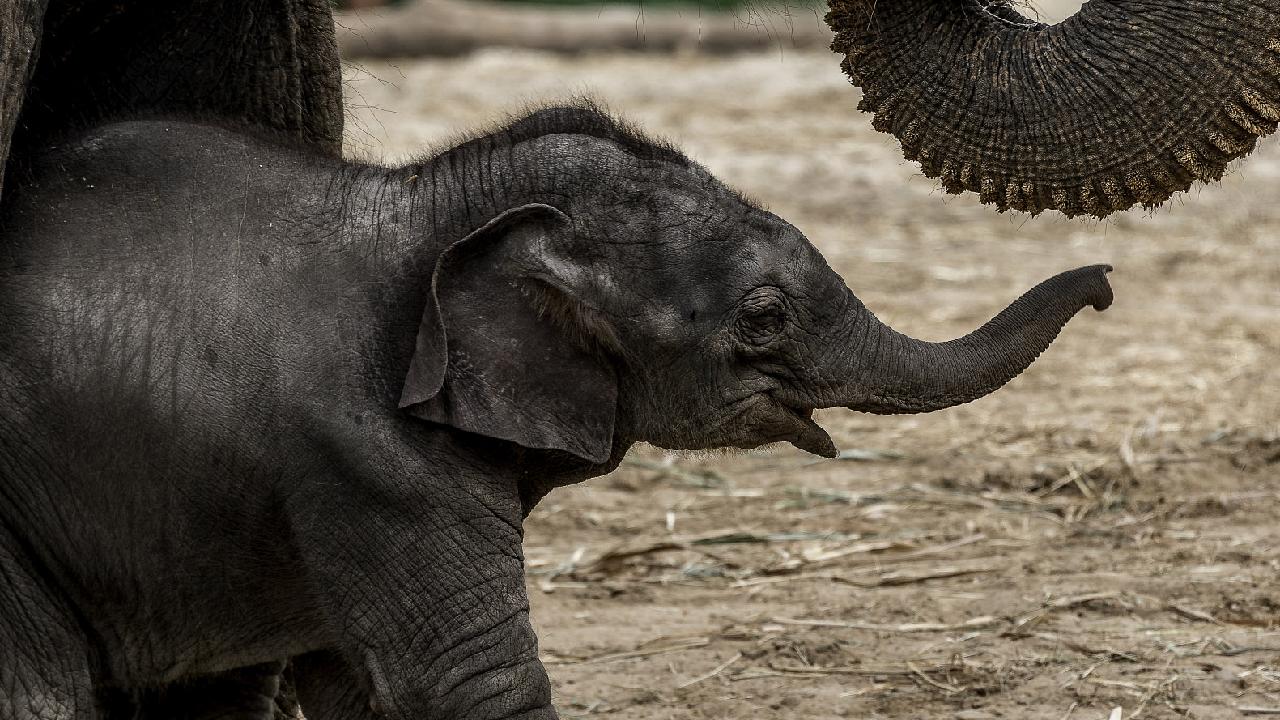 Asian elephant baby named 'Guo Qing' born ahead of National Day - CGTN