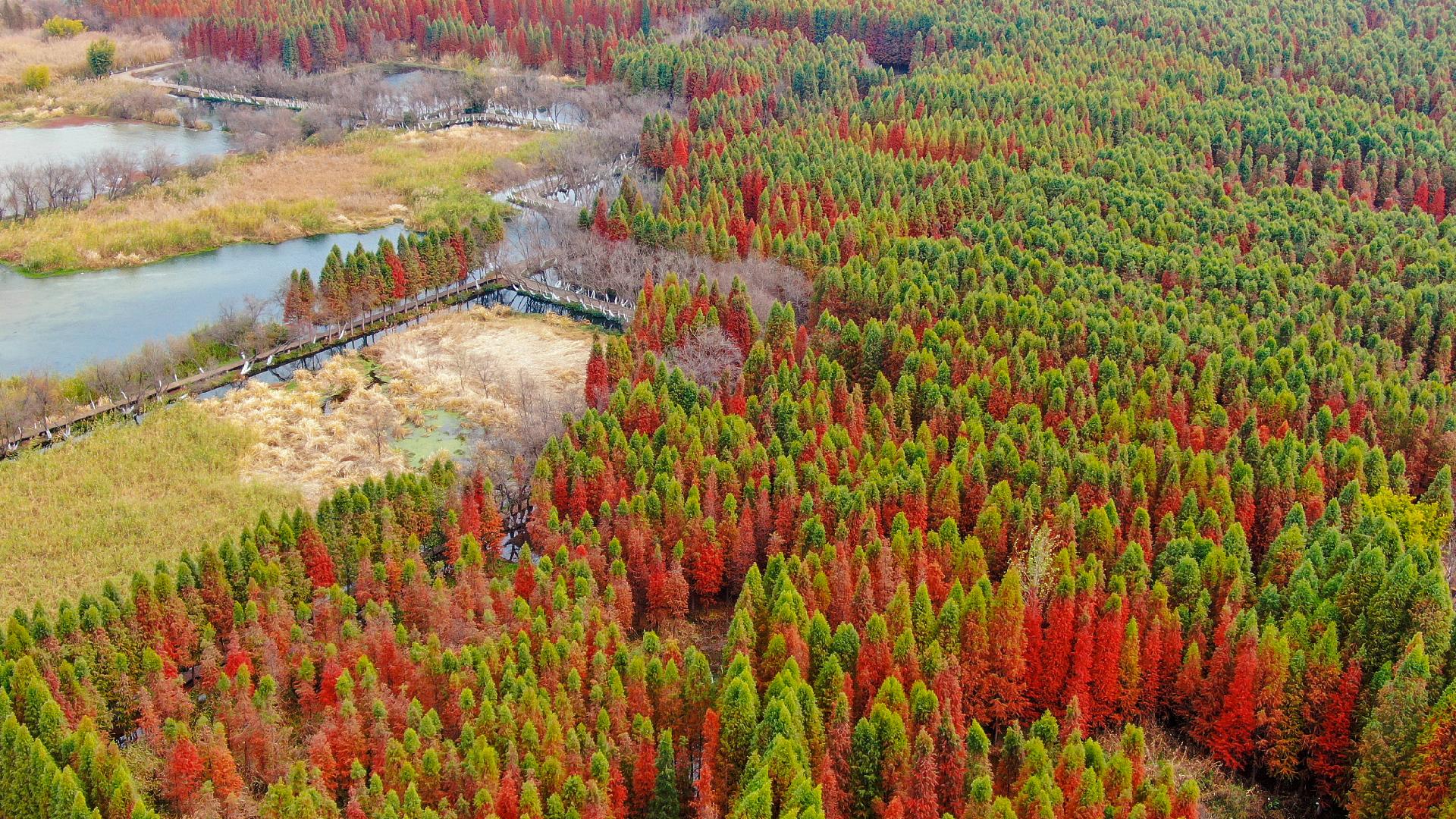IUCN former head: Political will crucial to global conservation - CGTN