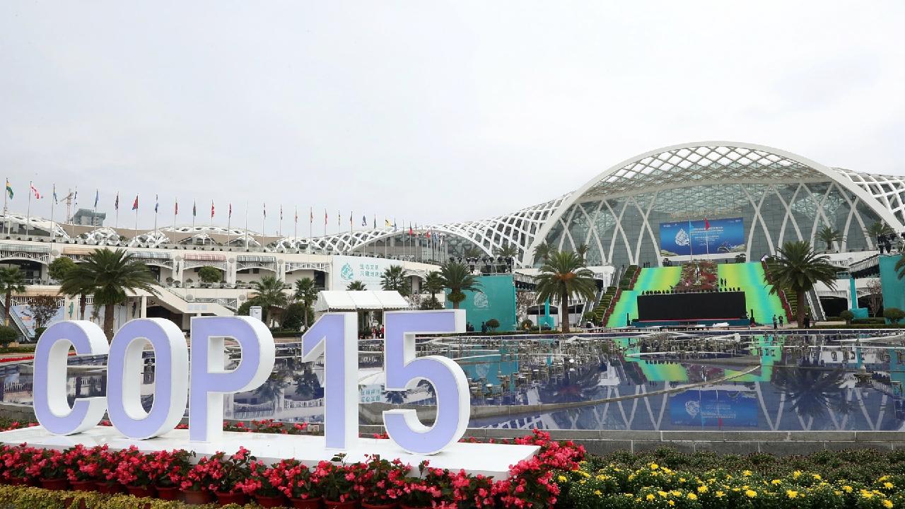 COP15 to hash out goals, paths for global biodiversity conservation - CGTN