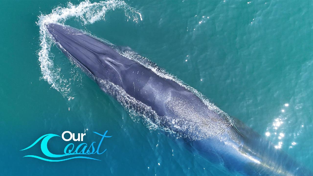 Embark on the journey to understanding mysterious Bryde's whales - CGTN