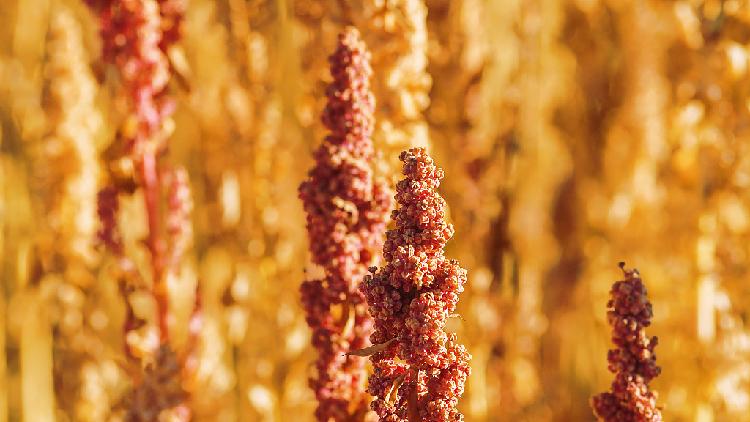 Quinoa cultivation boosts incomes for villagers in NW China - CGTN