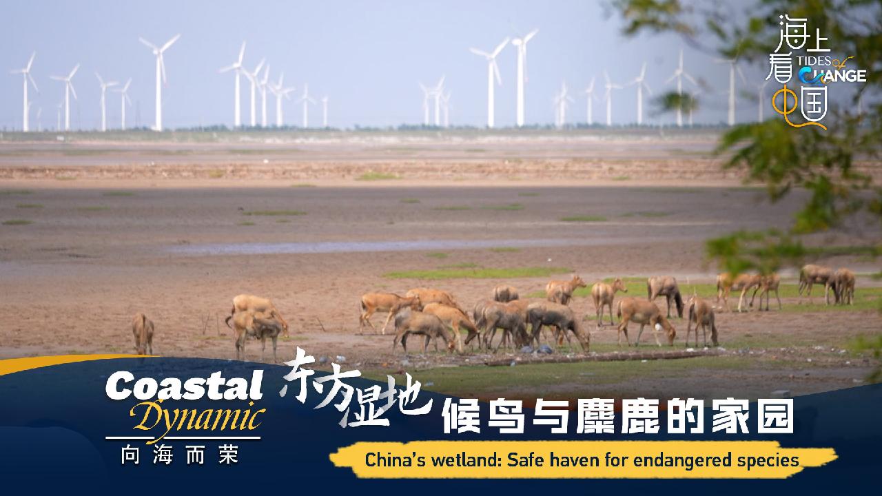 China's wetland: Safe haven for endangered species - CGTN