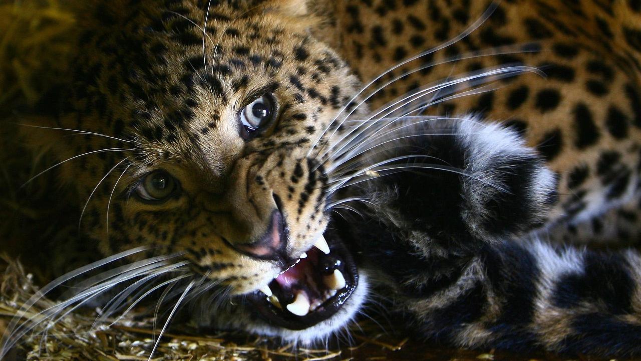 Our Common Homeland: Finding endangered North China leopards - CGTN