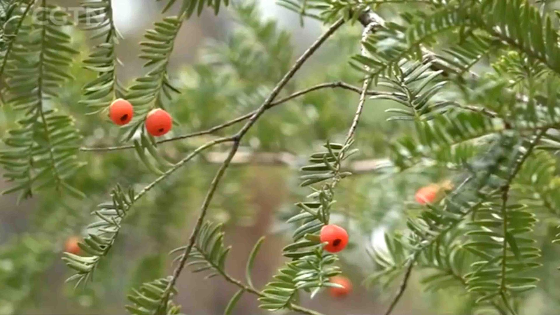 Protecting endangered tree species benefits people - CGTN