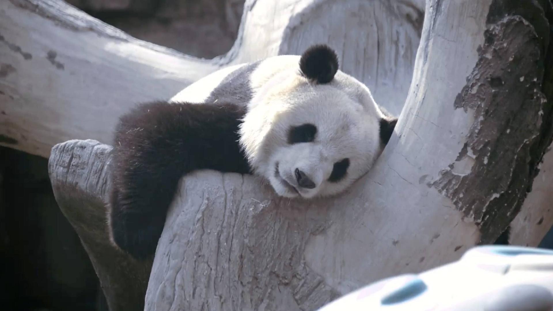 Adorable! Watch this panda's lazy day - CGTN