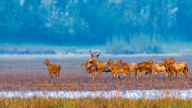 China revives once-extinct milu deer - CGTN