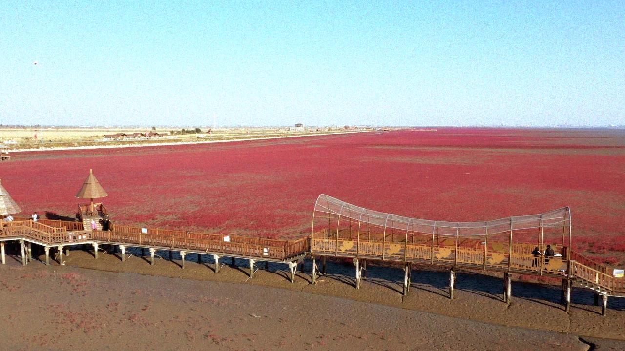 Aerial view of Panjin's stunning red beach - CGTN