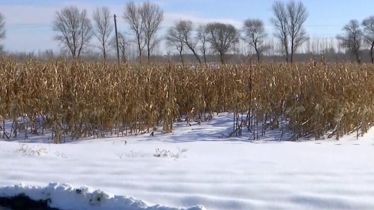 Extreme weather takes toll on northern Chinese region - CGTN
