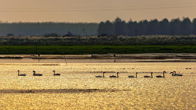 Wetland protection measures paying off in China's Hunan Province - CGTN