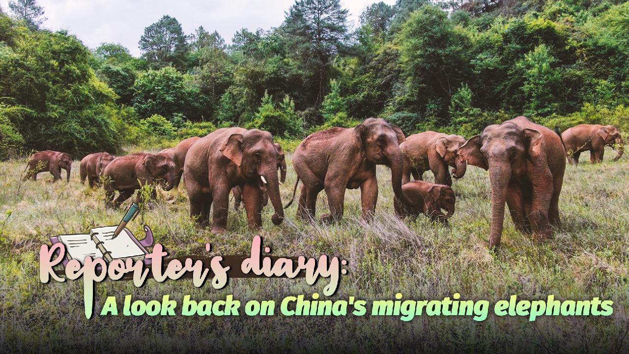 Reporter's diary: A look back on China's migrating elephants - CGTN