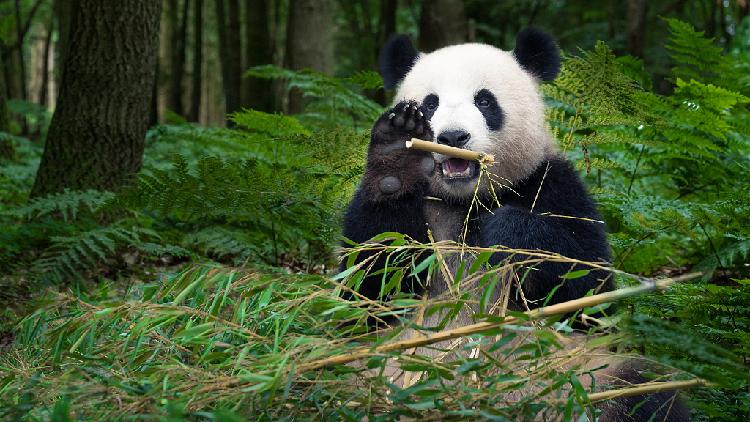 Giant panda released into wild captured on camera after three years - CGTN